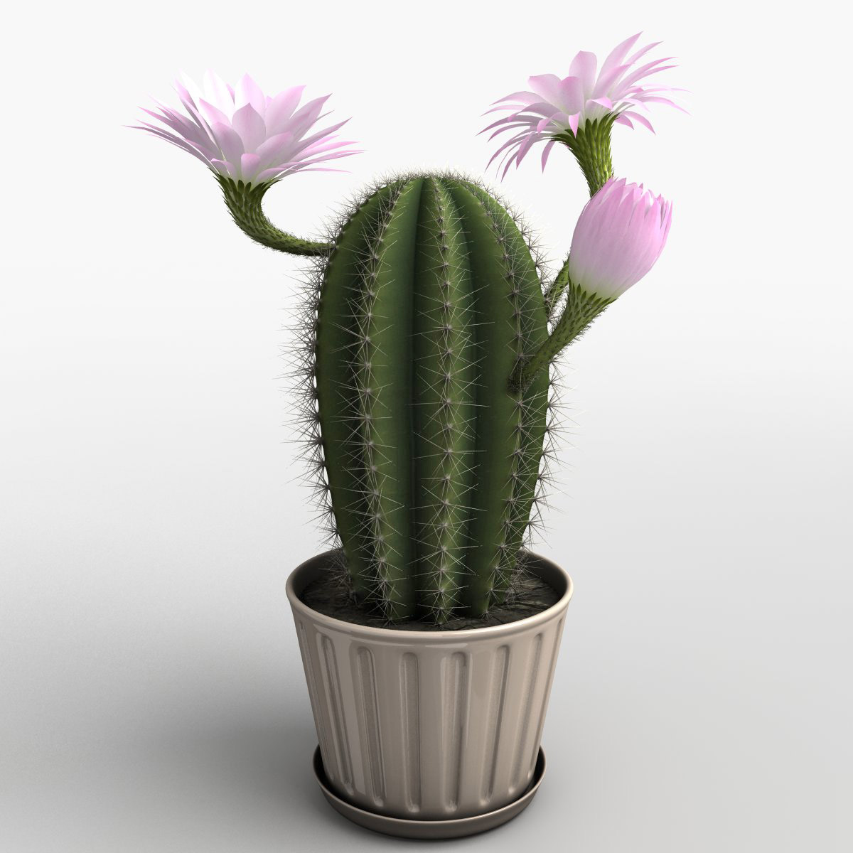 flowering cactus 3d model