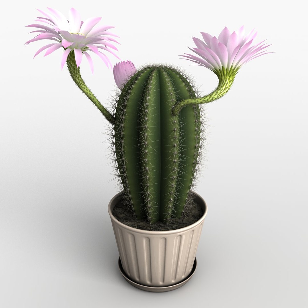 Flowering Cactus 3d Model