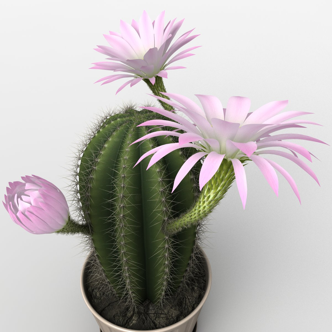 flowering cactus 3d model