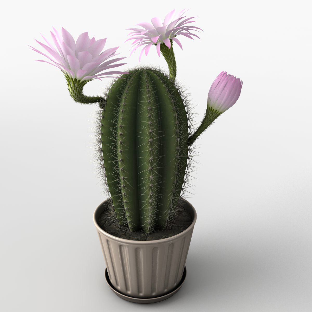 flowering cactus 3d model