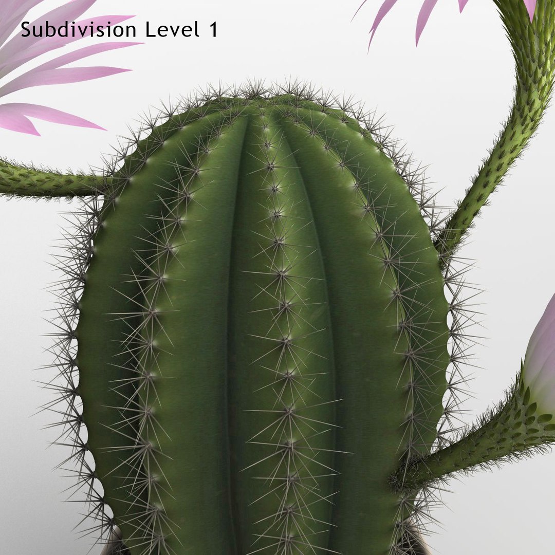 Flowering Cactus 3d Model