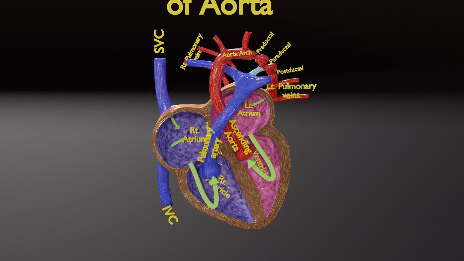 Blend COA Image 3D - TurboSquid 2234372