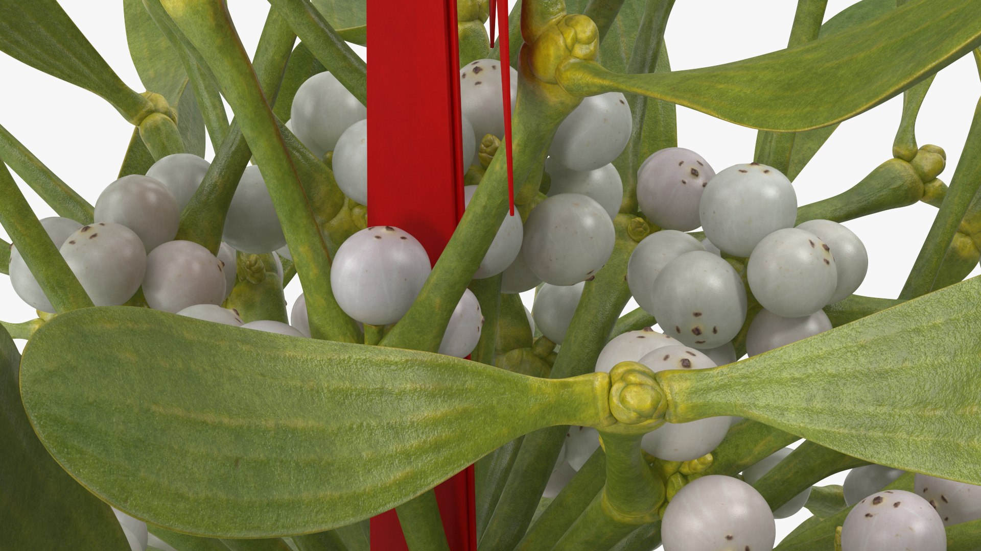 Mistletoe V 2 With Red Bow 3D Model - TurboSquid 1804820