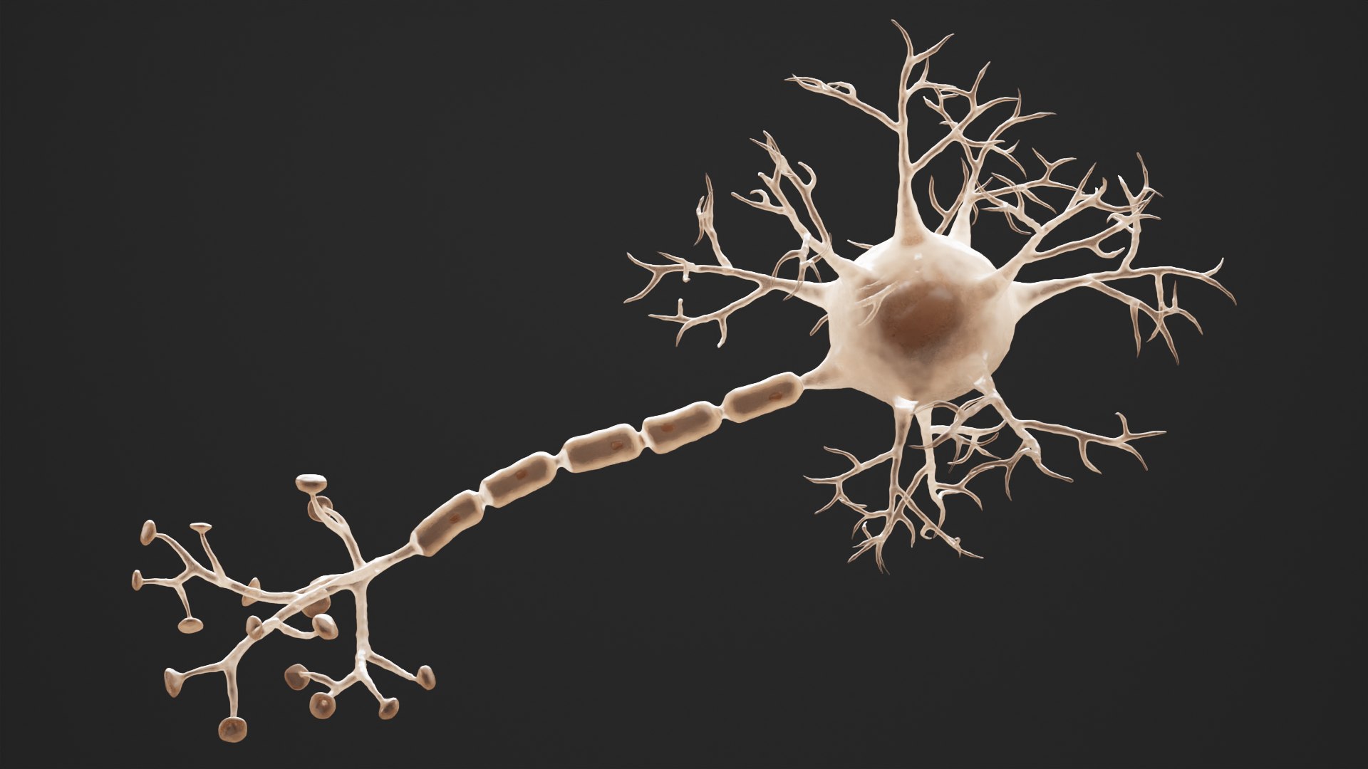 Neurons Model - TurboSquid 2175666