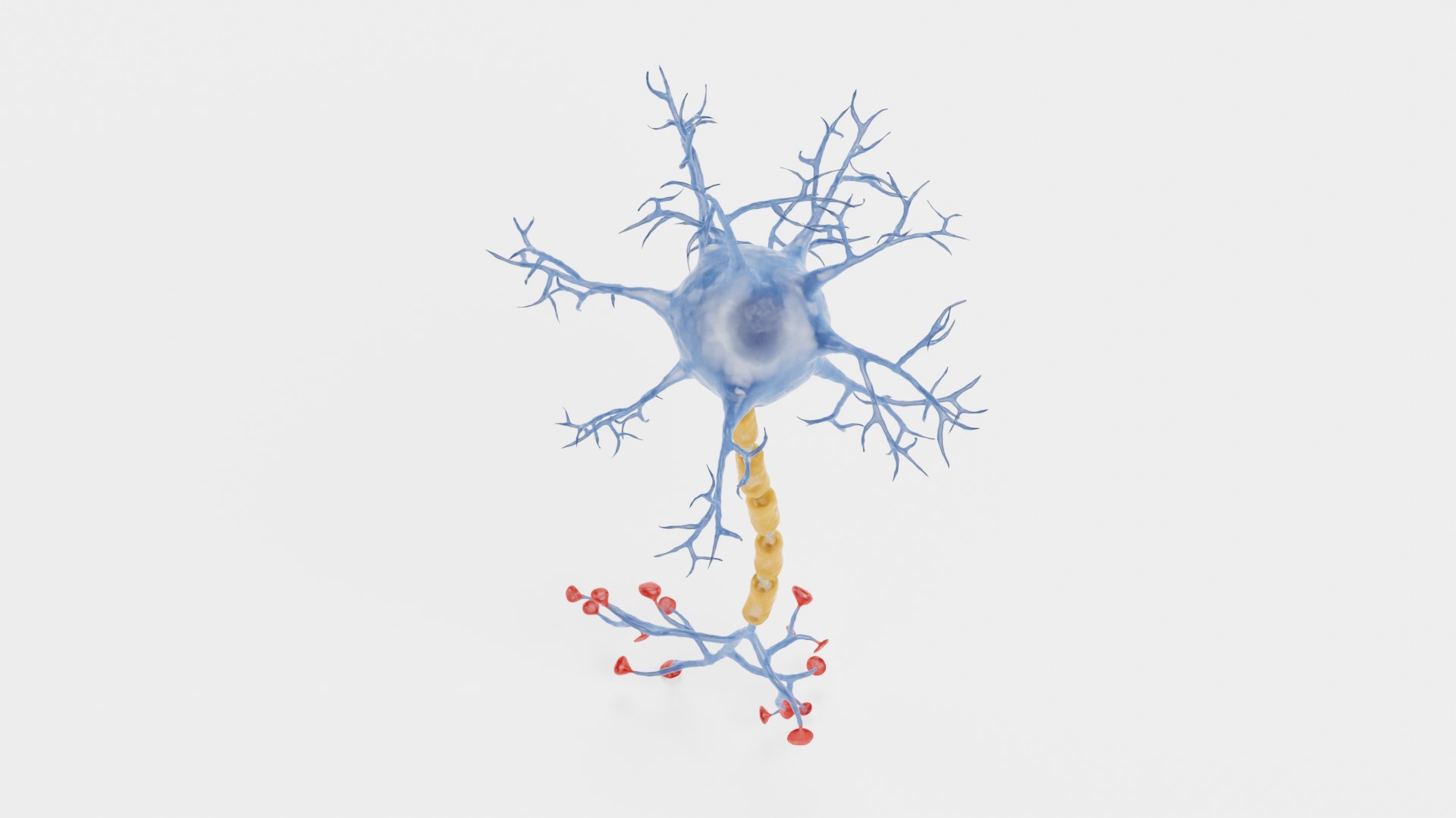 Neurons model - TurboSquid 2175666