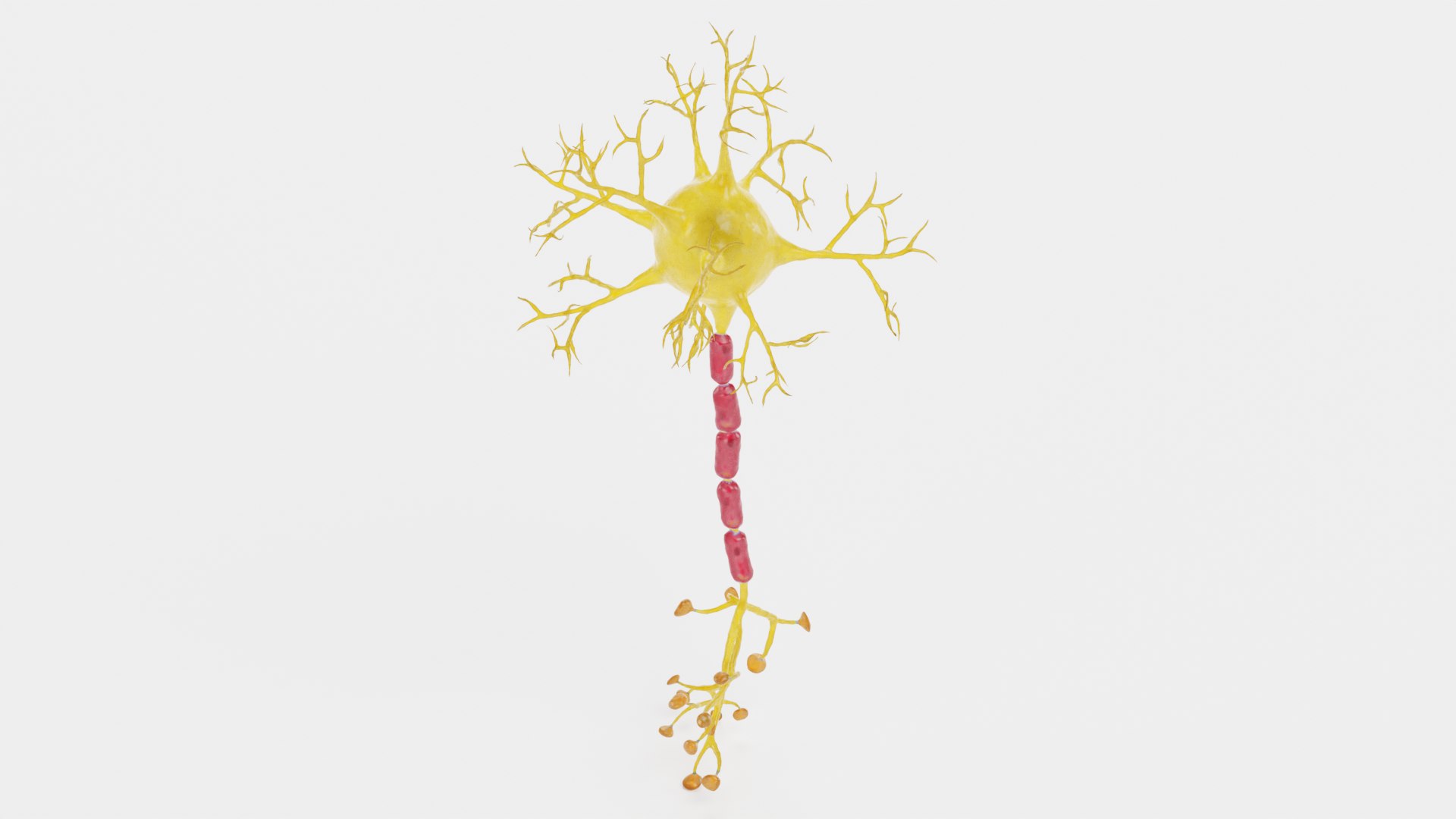 Neurons Model - TurboSquid 2175666