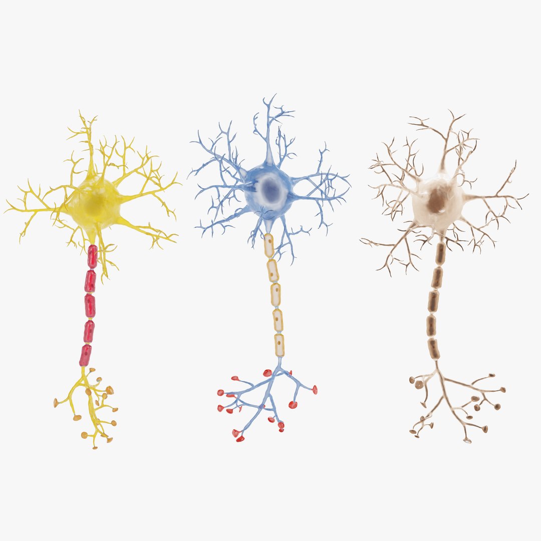 Neurons model - TurboSquid 2175666