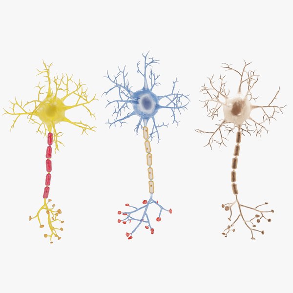 Free 3D Biology Models | TurboSquid