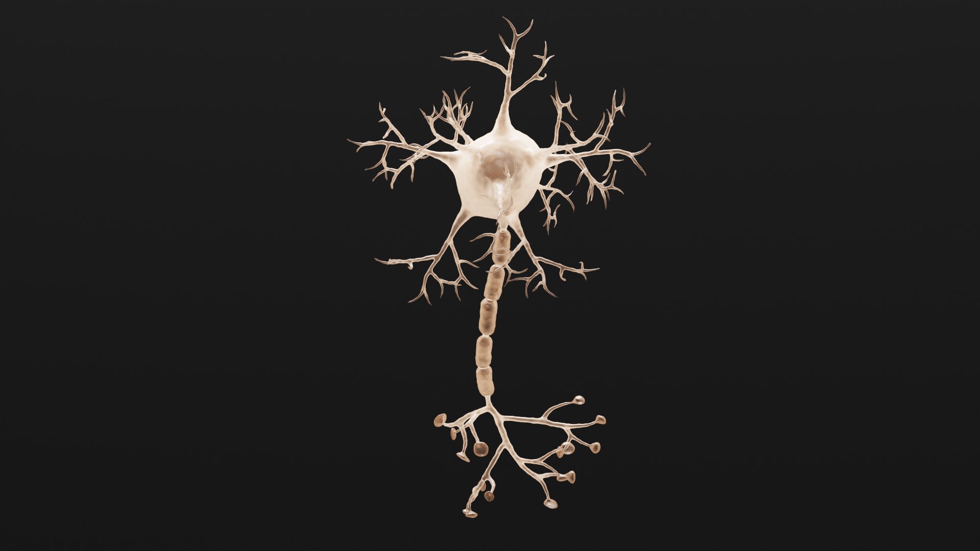 Neurons model - TurboSquid 2175666