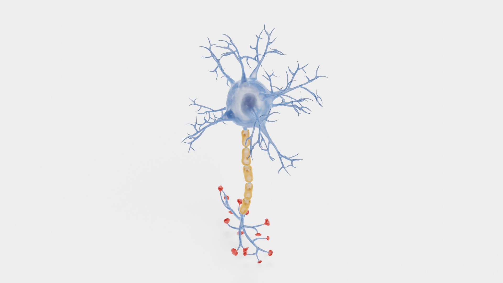 Neurons Model - TurboSquid 2175666