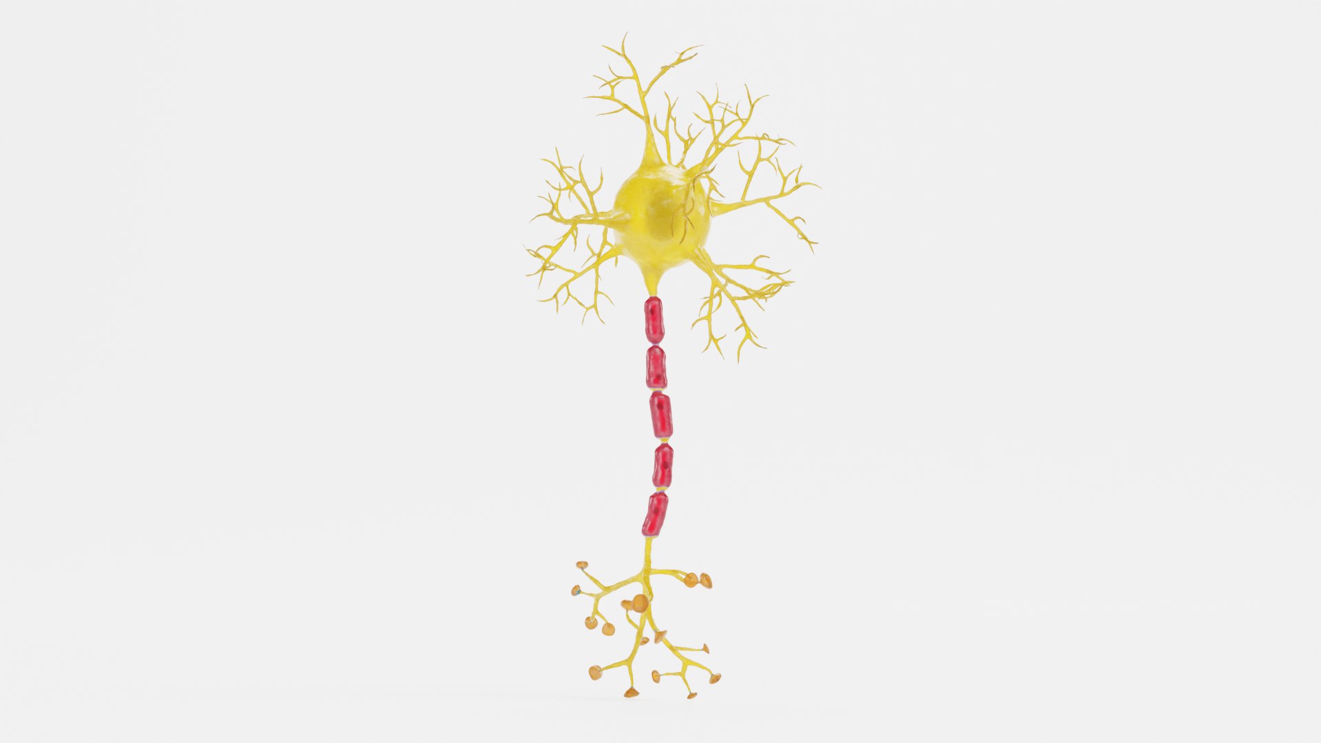 Neurons Model - TurboSquid 2175666