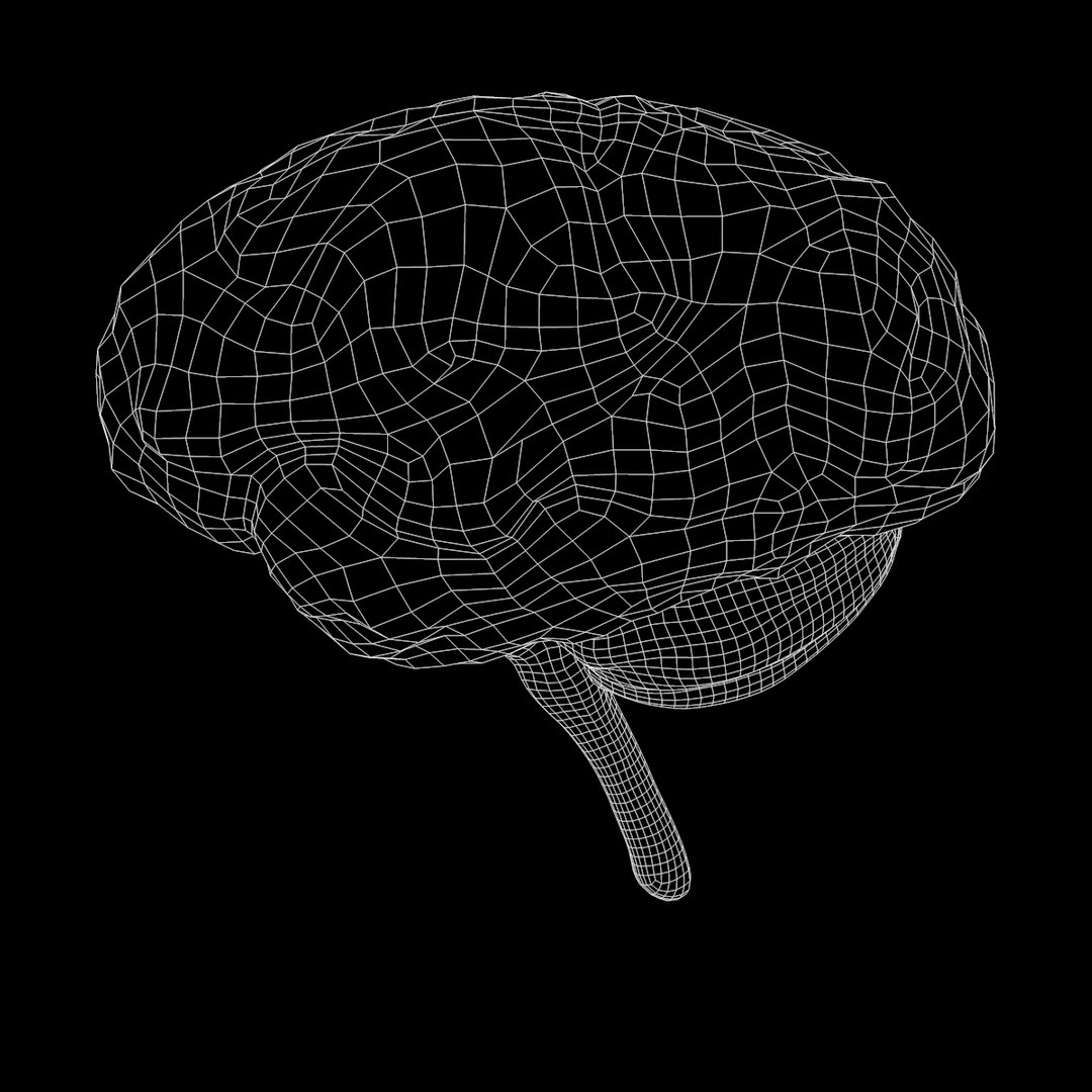 3D Human Brain - TurboSquid 1434484