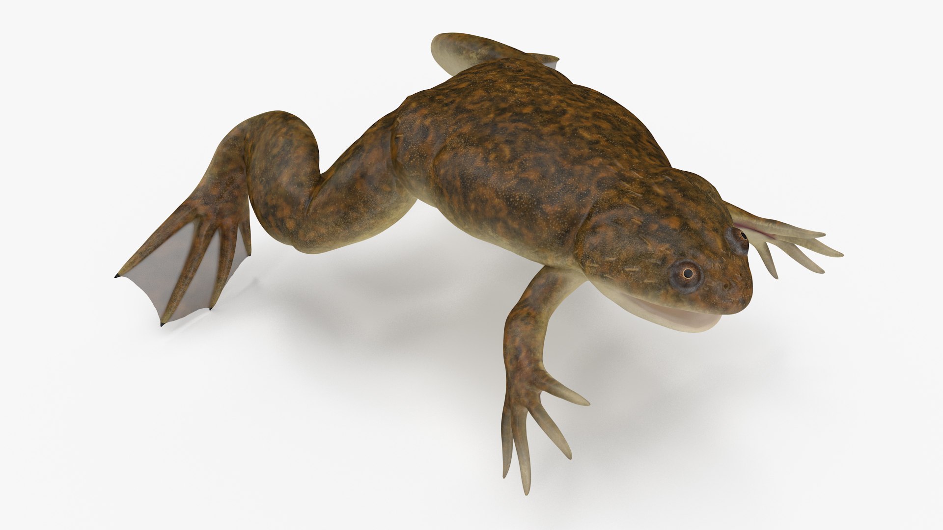 3D African Claw-toe Frog Standard Pose Model - TurboSquid 2127869