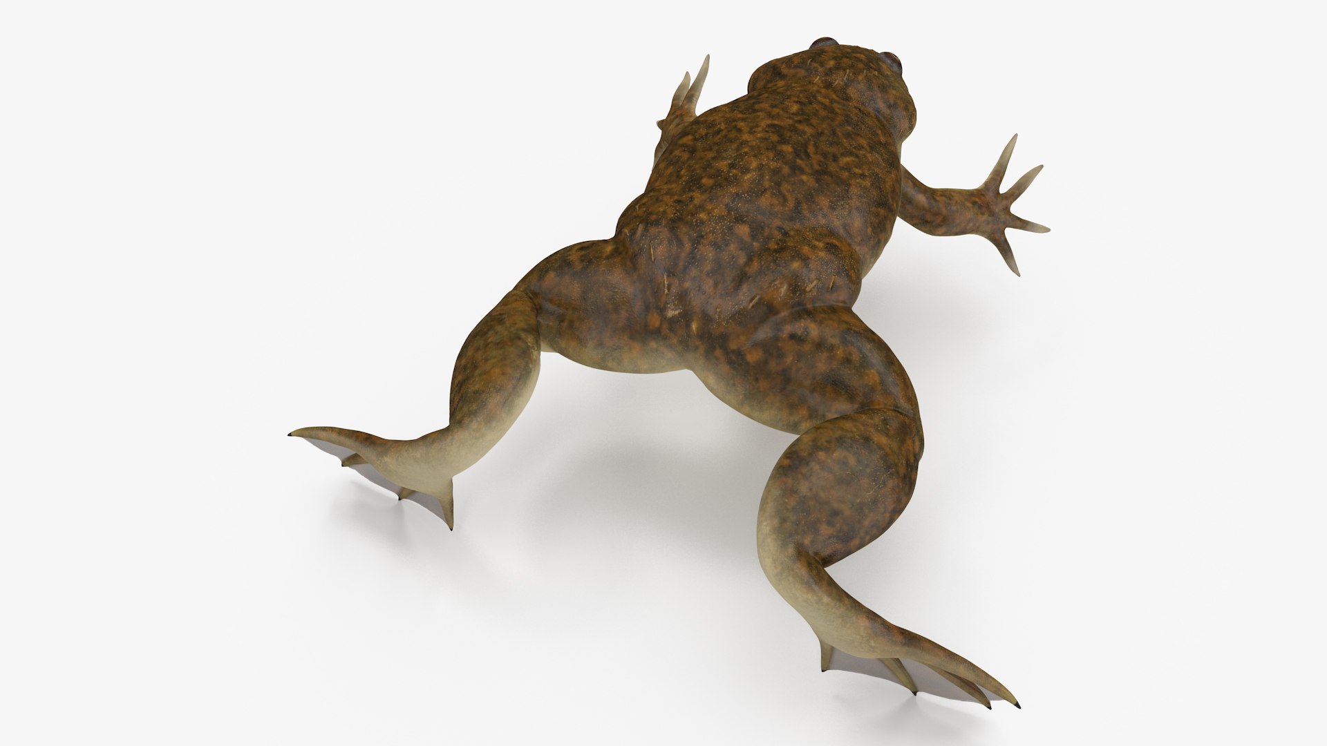 3D African Claw-toe Frog Standard Pose Model - TurboSquid 2127869