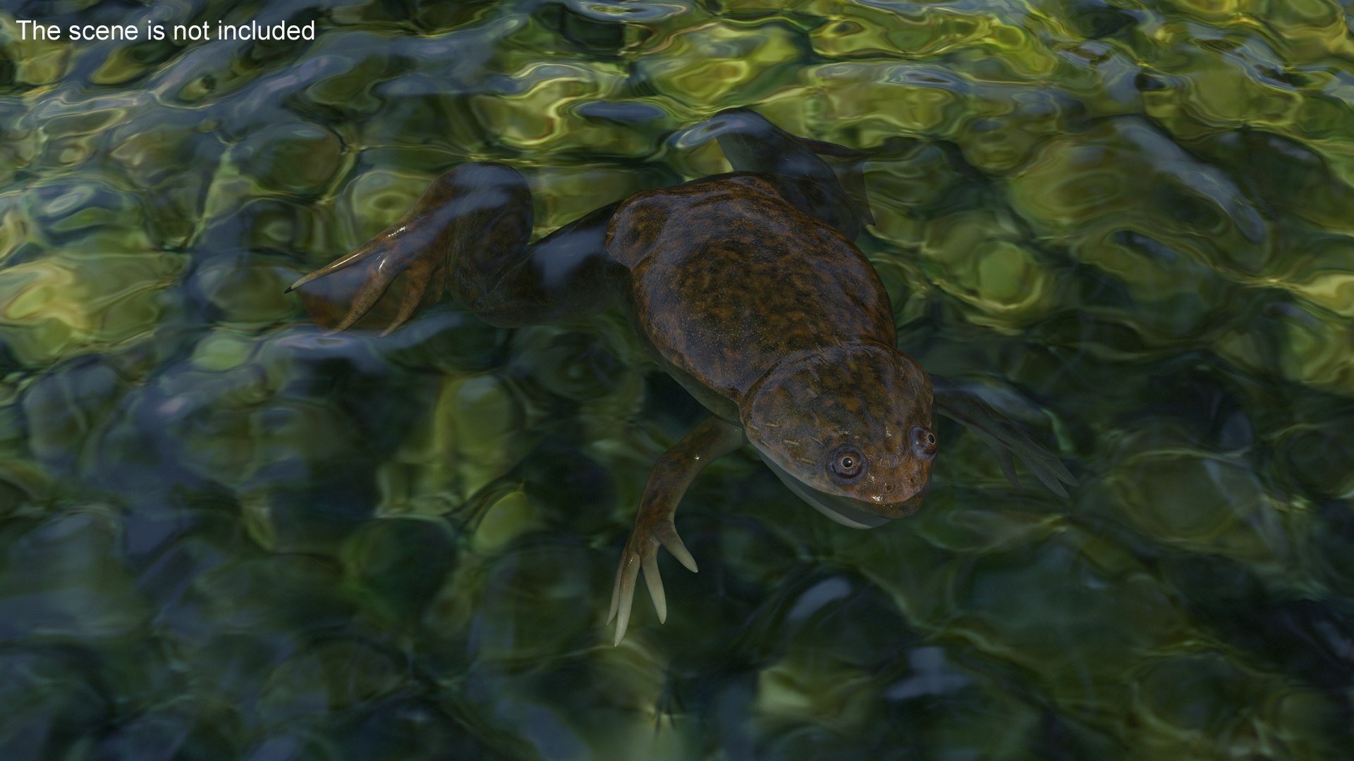 3D African Claw-toe Frog Standard Pose Model - TurboSquid 2127869