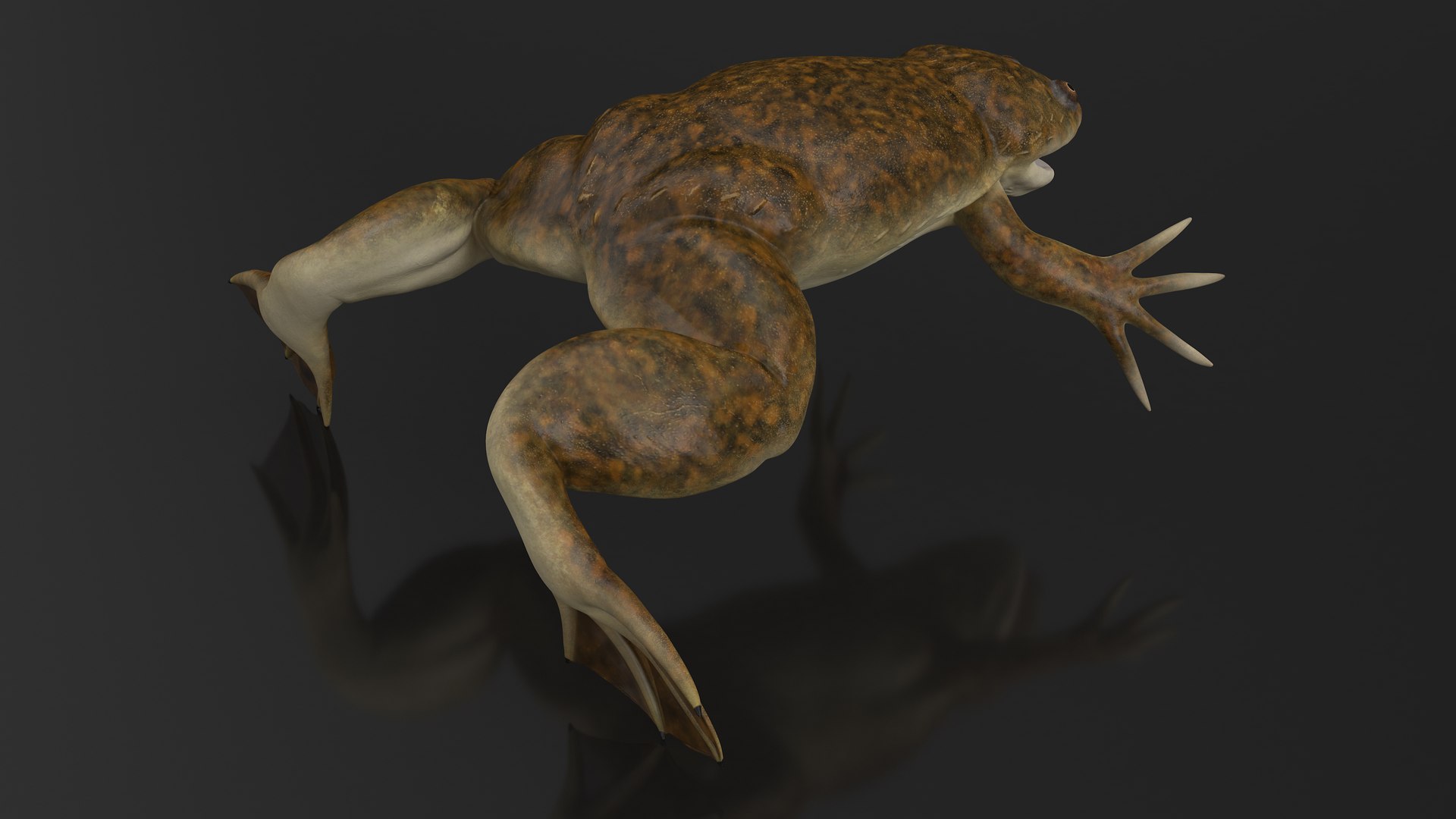 3D African Claw-toe Frog Standard Pose Model - TurboSquid 2127869