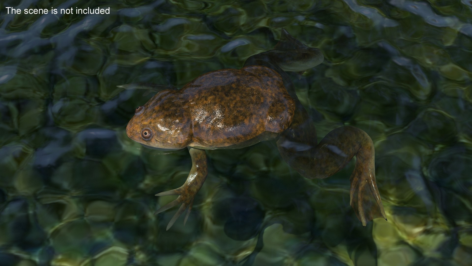 3D African Claw-toe Frog Standard Pose Model - TurboSquid 2127869