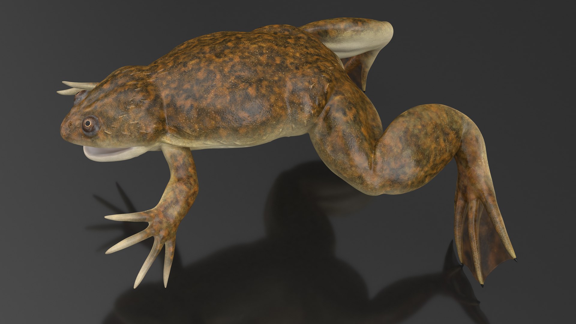 3D African Claw-toe Frog Standard Pose Model - TurboSquid 2127869