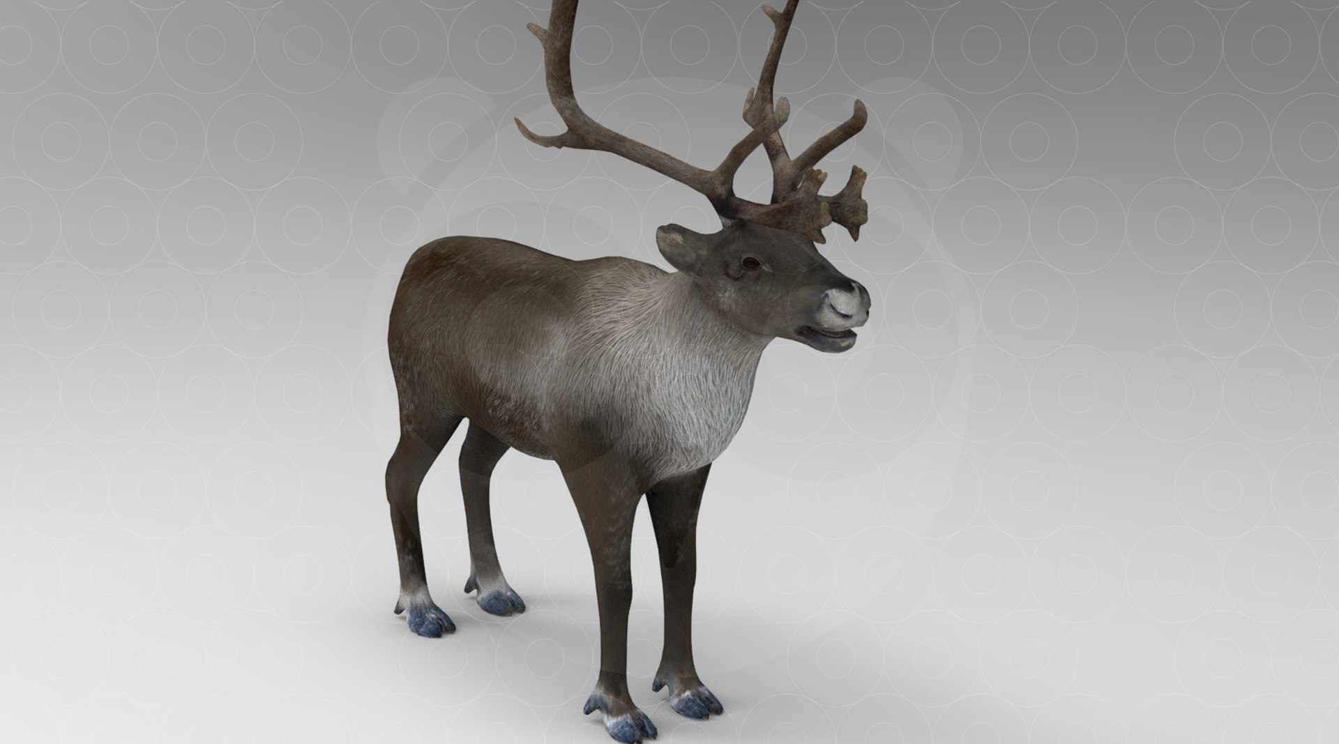 Reindeer 3D Model - TurboSquid 2110044