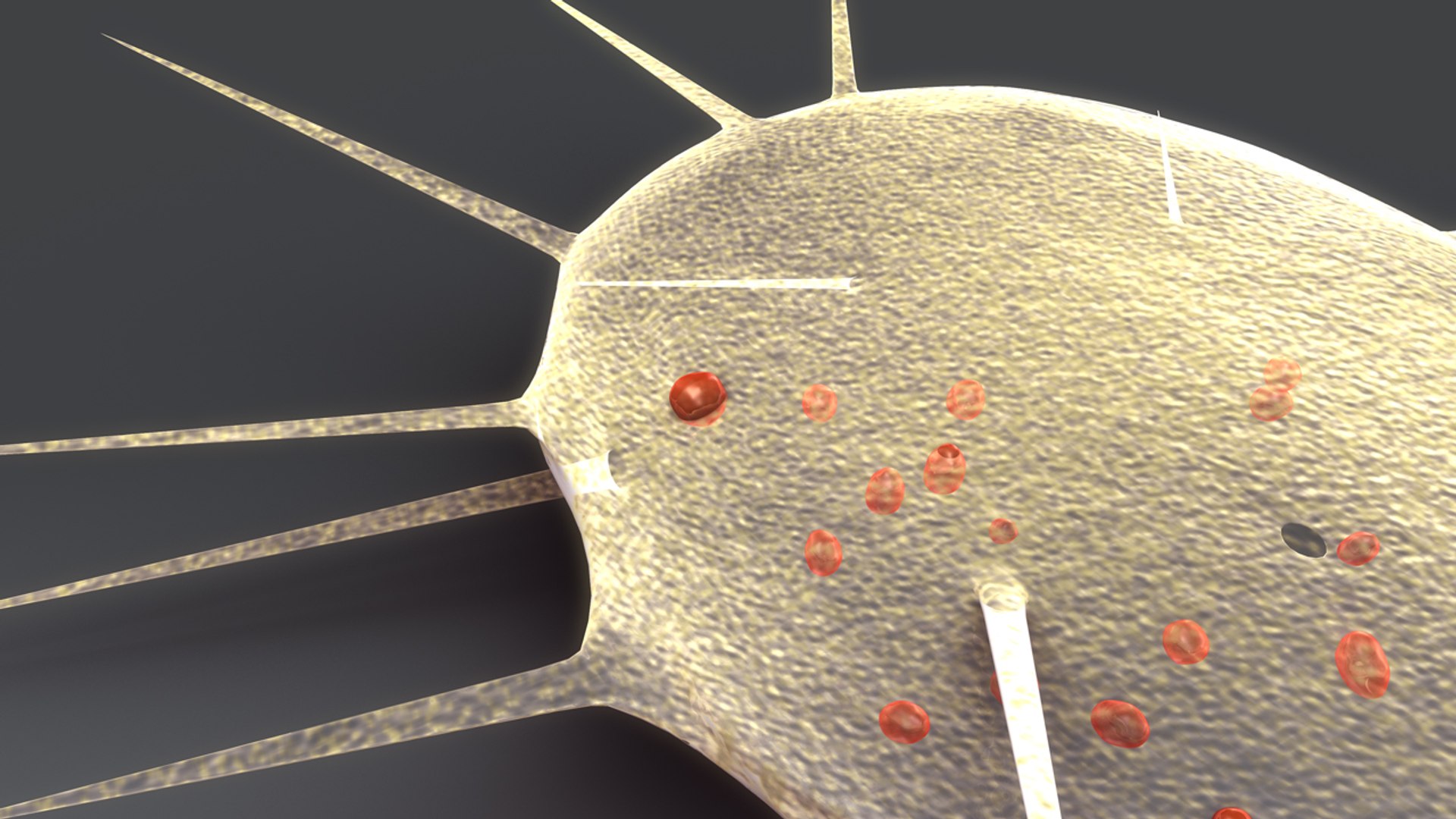 heliozoa heliozoans 3d model