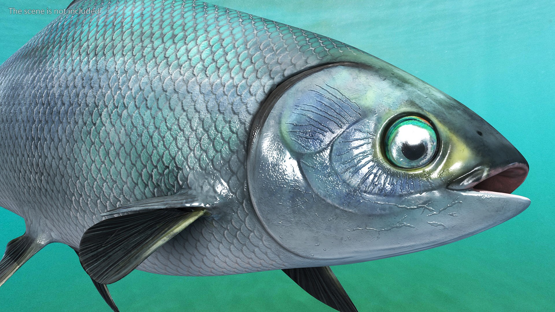 3D Swimming Milkfish - TurboSquid 2235529