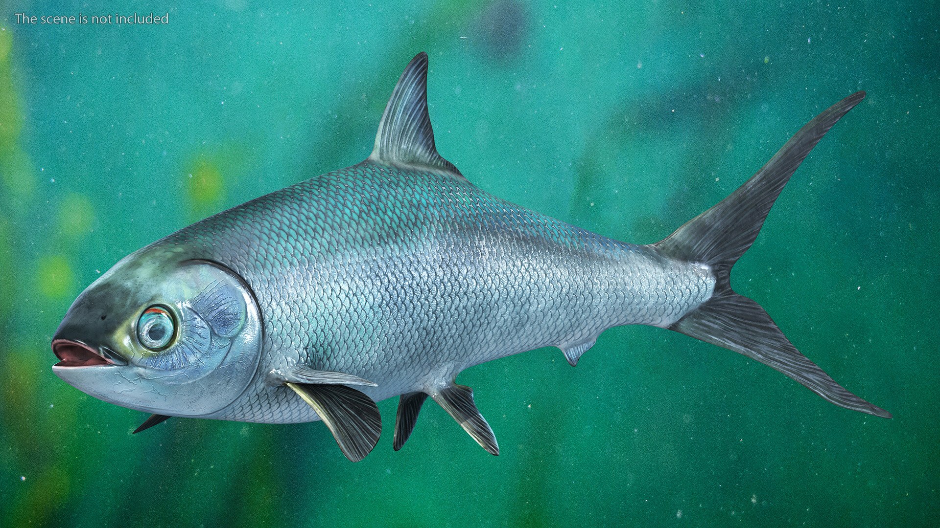 3D Swimming Milkfish - TurboSquid 2235529