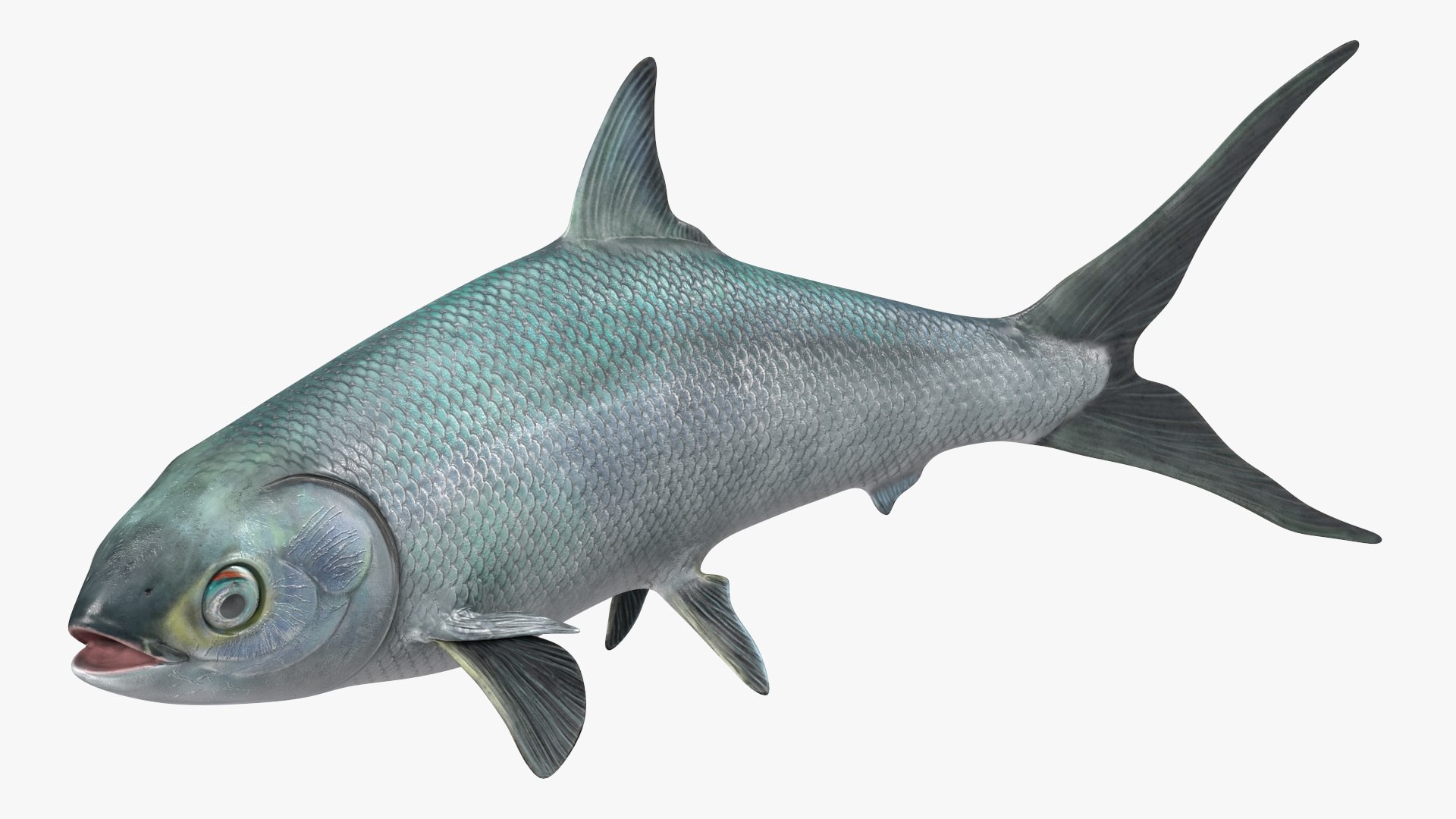 3D Swimming Milkfish - TurboSquid 2235529