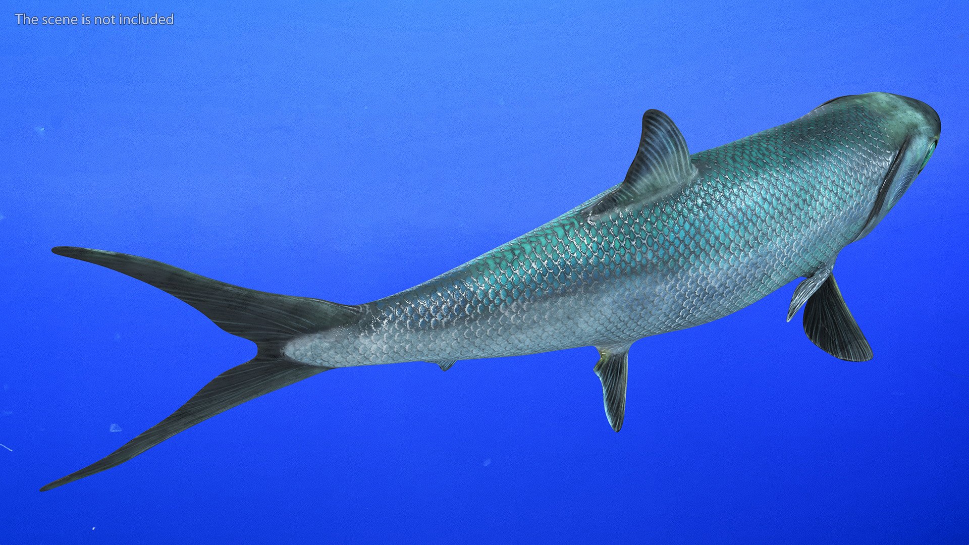 3D Swimming Milkfish - TurboSquid 2235529