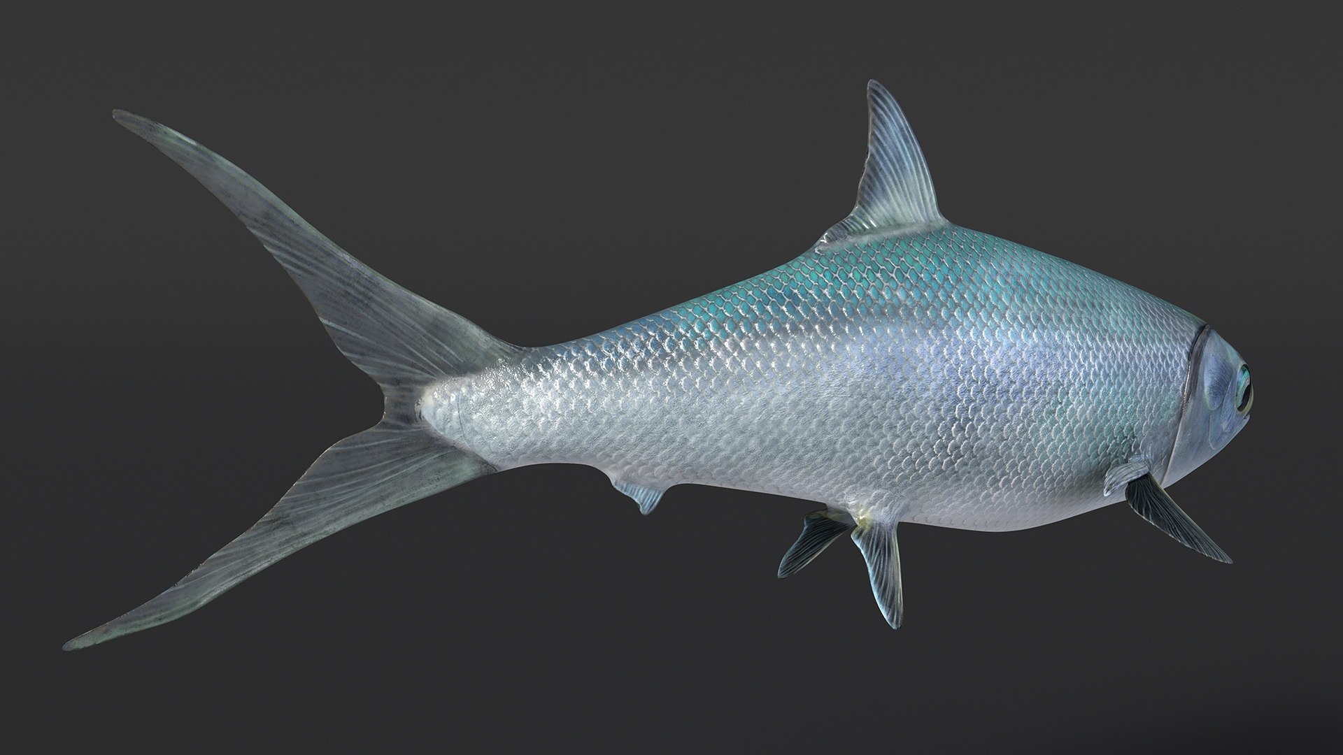 3D Swimming Milkfish - TurboSquid 2235529