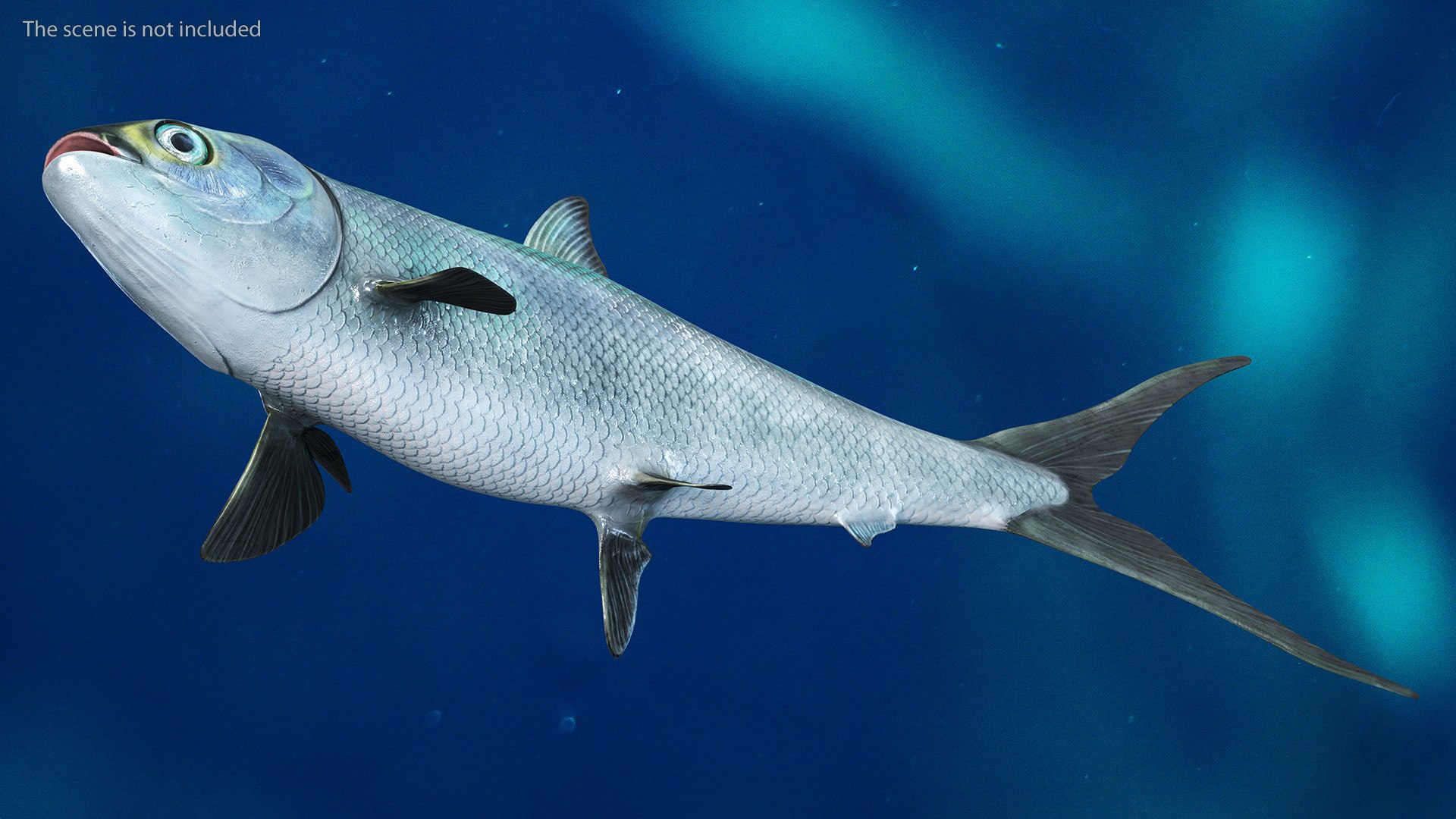 3D Swimming Milkfish - TurboSquid 2235529