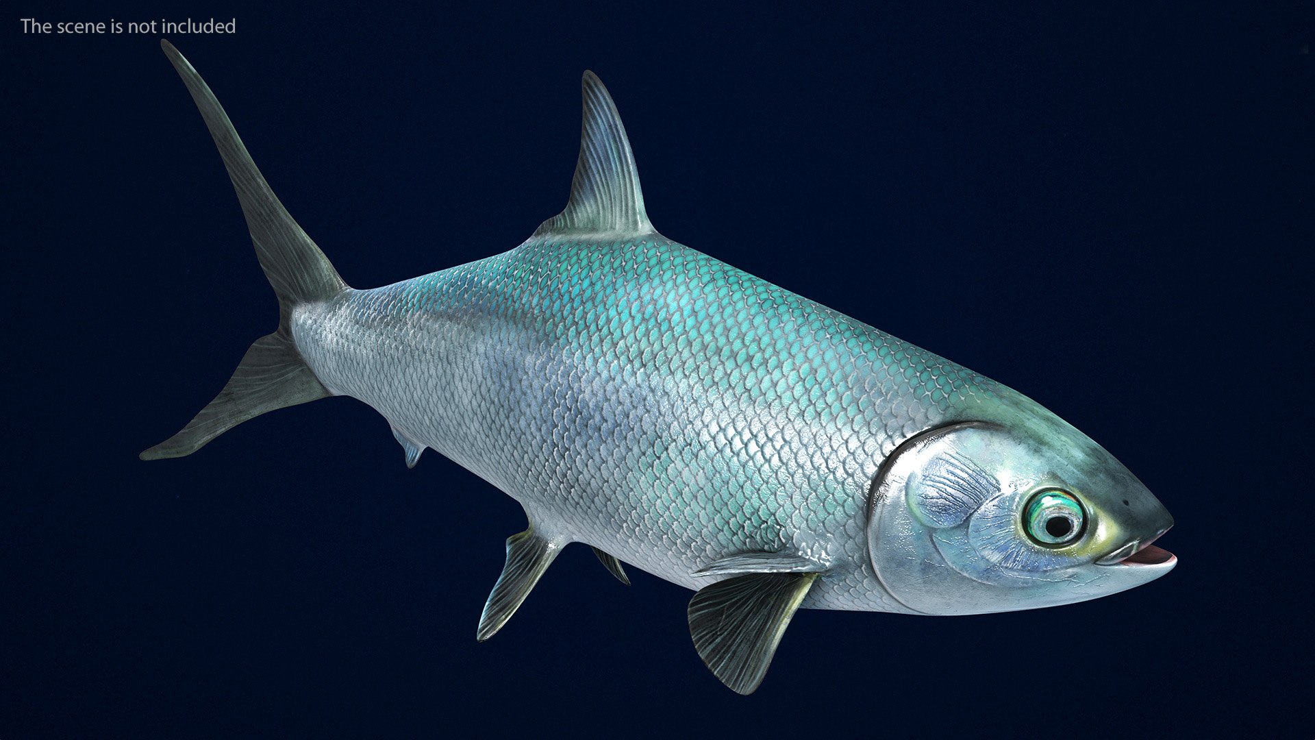 3D Swimming Milkfish - TurboSquid 2235529