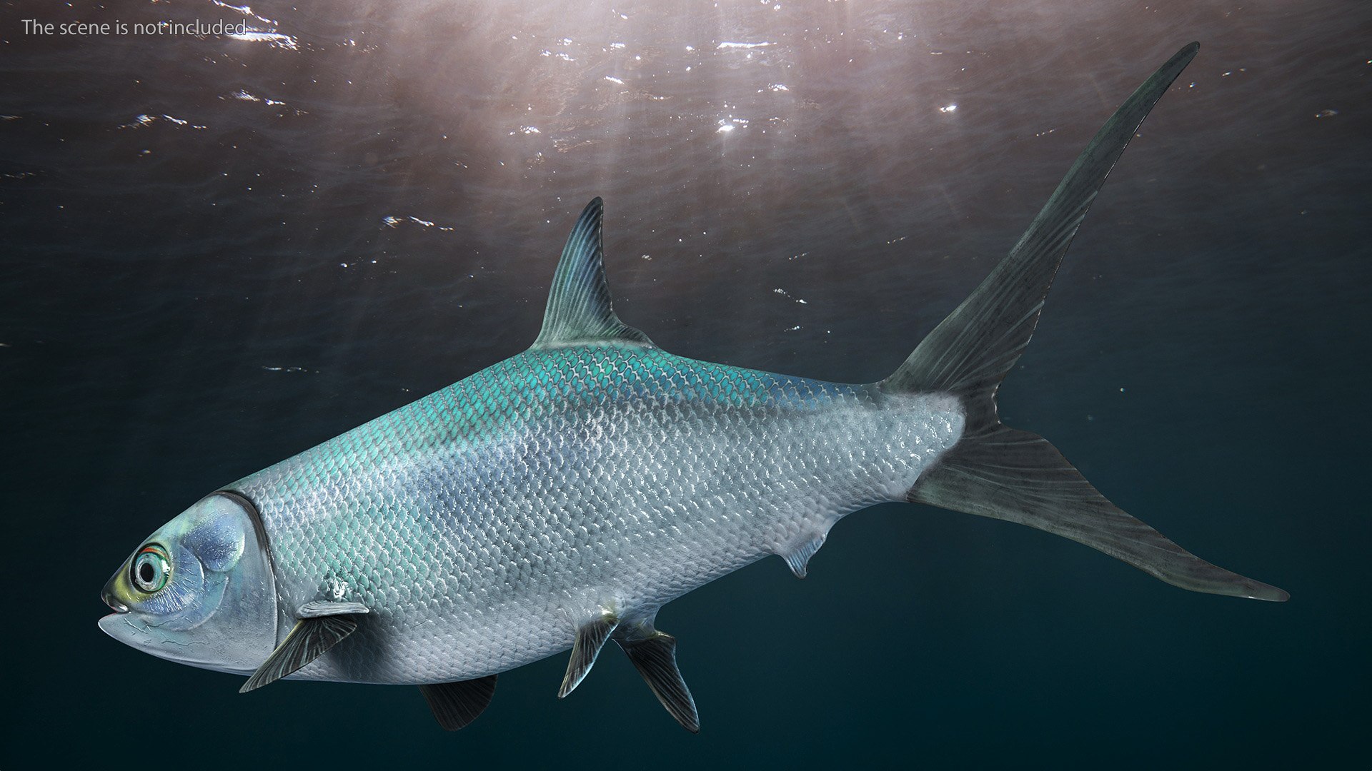 3D Swimming Milkfish - TurboSquid 2235529