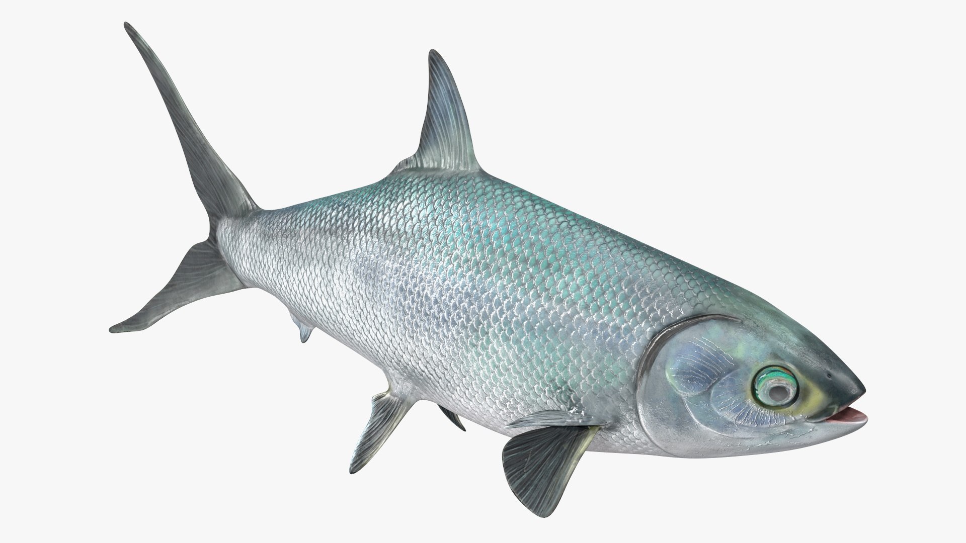 3D Swimming Milkfish - TurboSquid 2235529