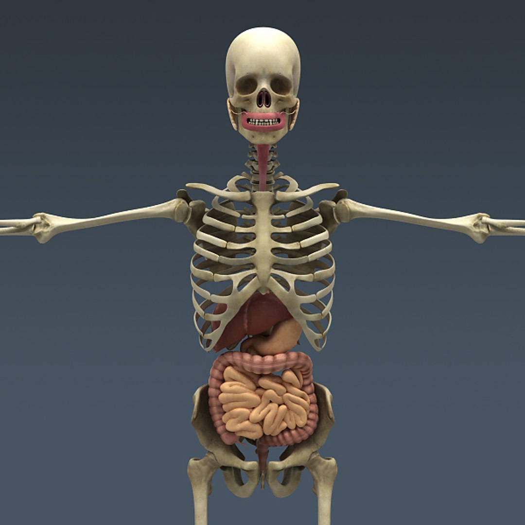 3d human male body digestive model