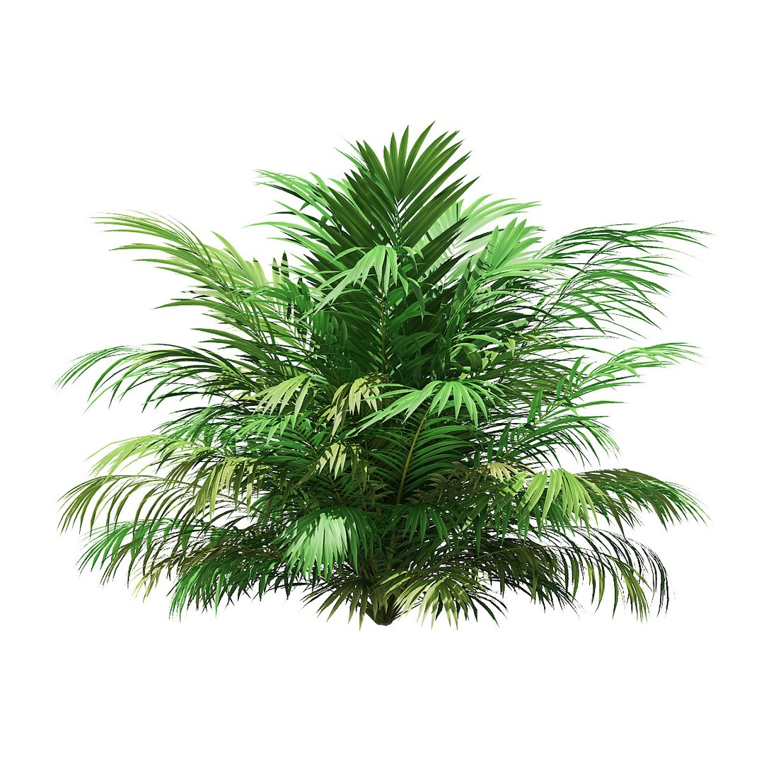 Golden Cane Palm 3D Model - TurboSquid 1354717