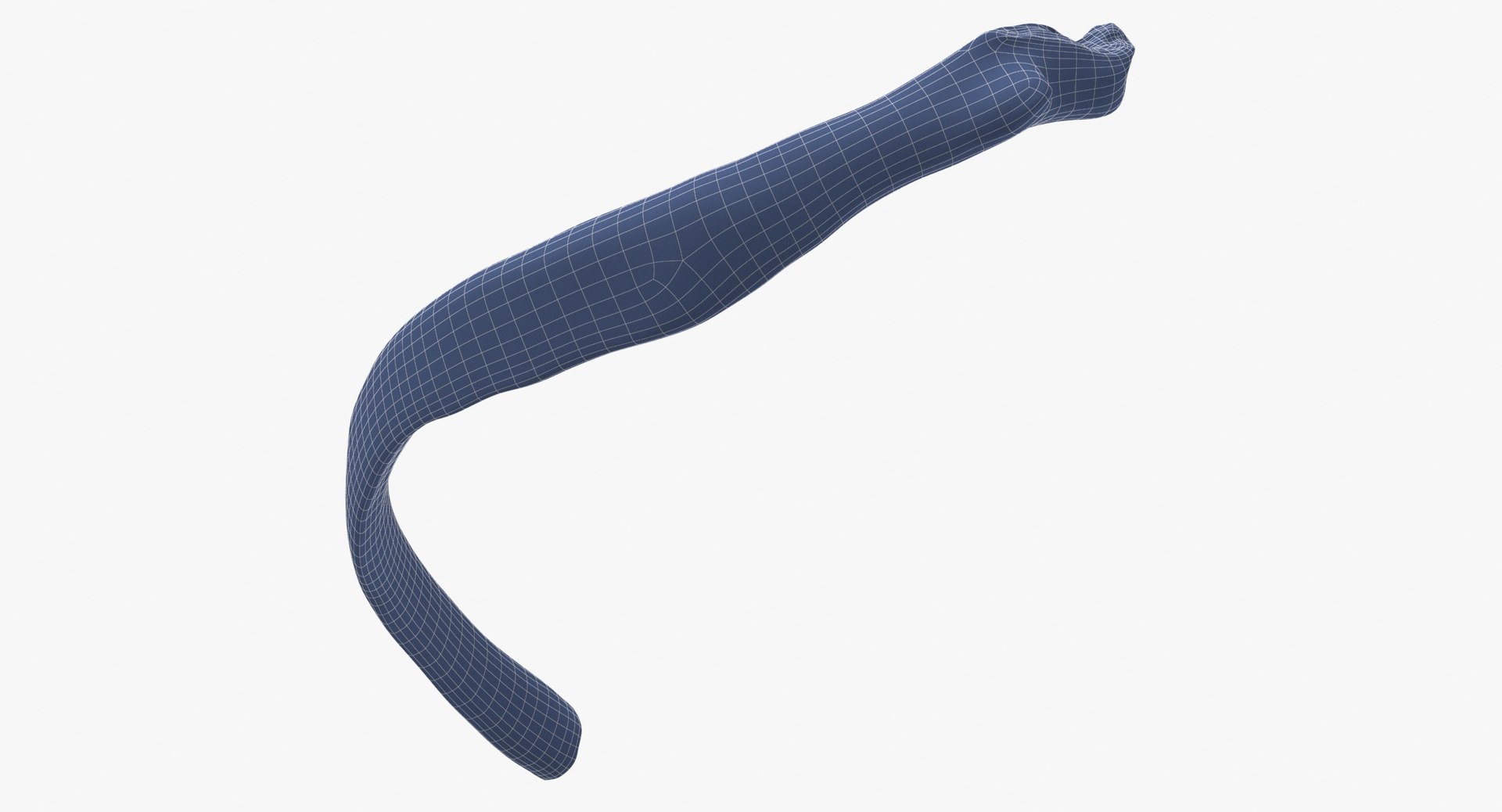 Costae Verae Rib 04 3D - TurboSquid 1548940