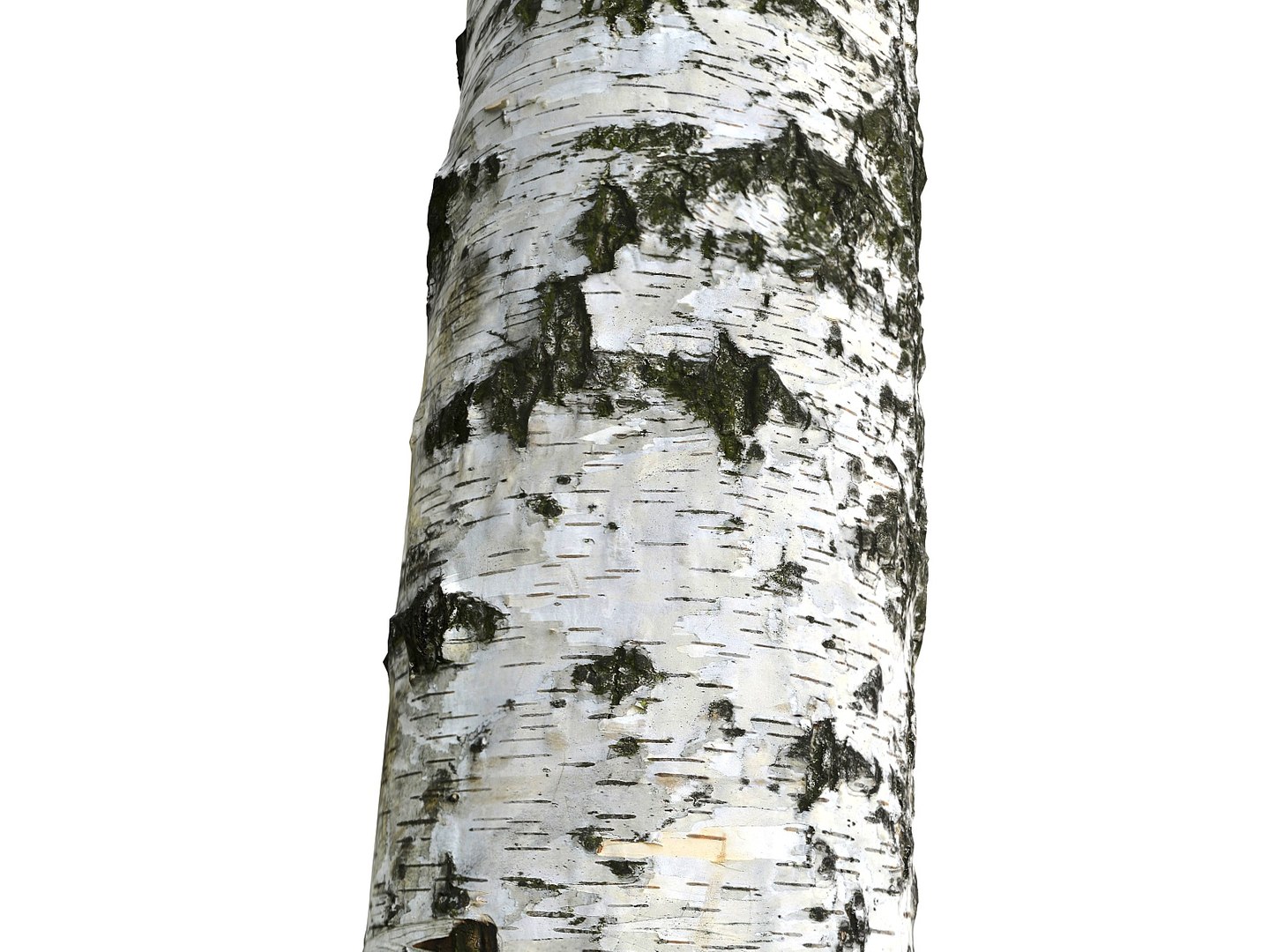 3D Birch-tree Bark Model - TurboSquid 1305641