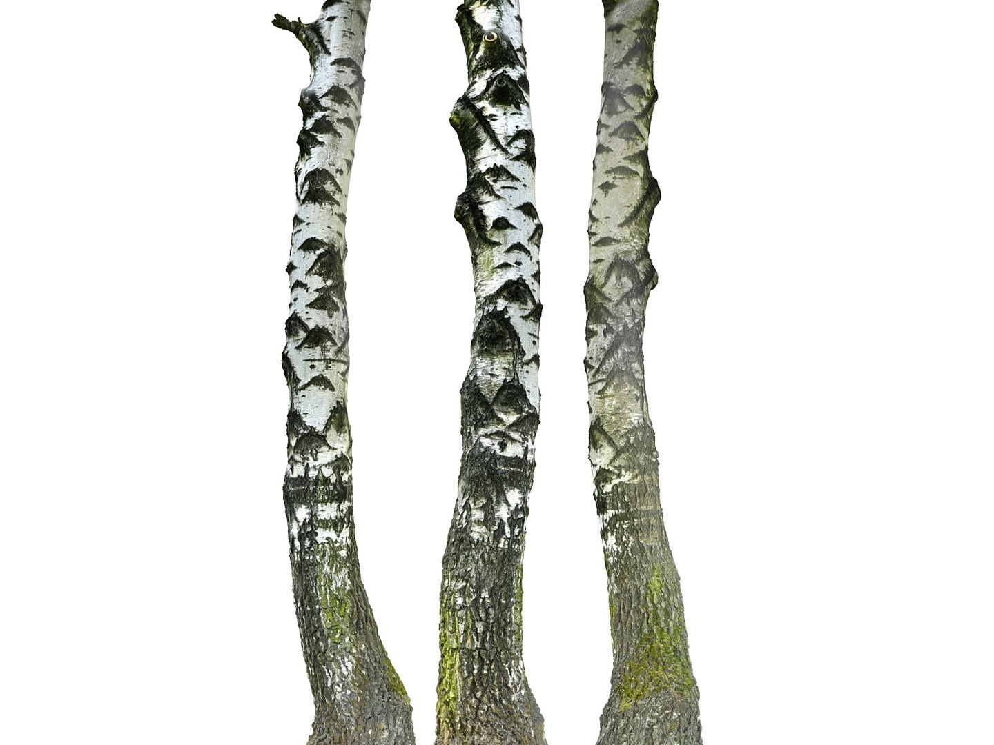 3D birch-tree bark model - TurboSquid 1305641