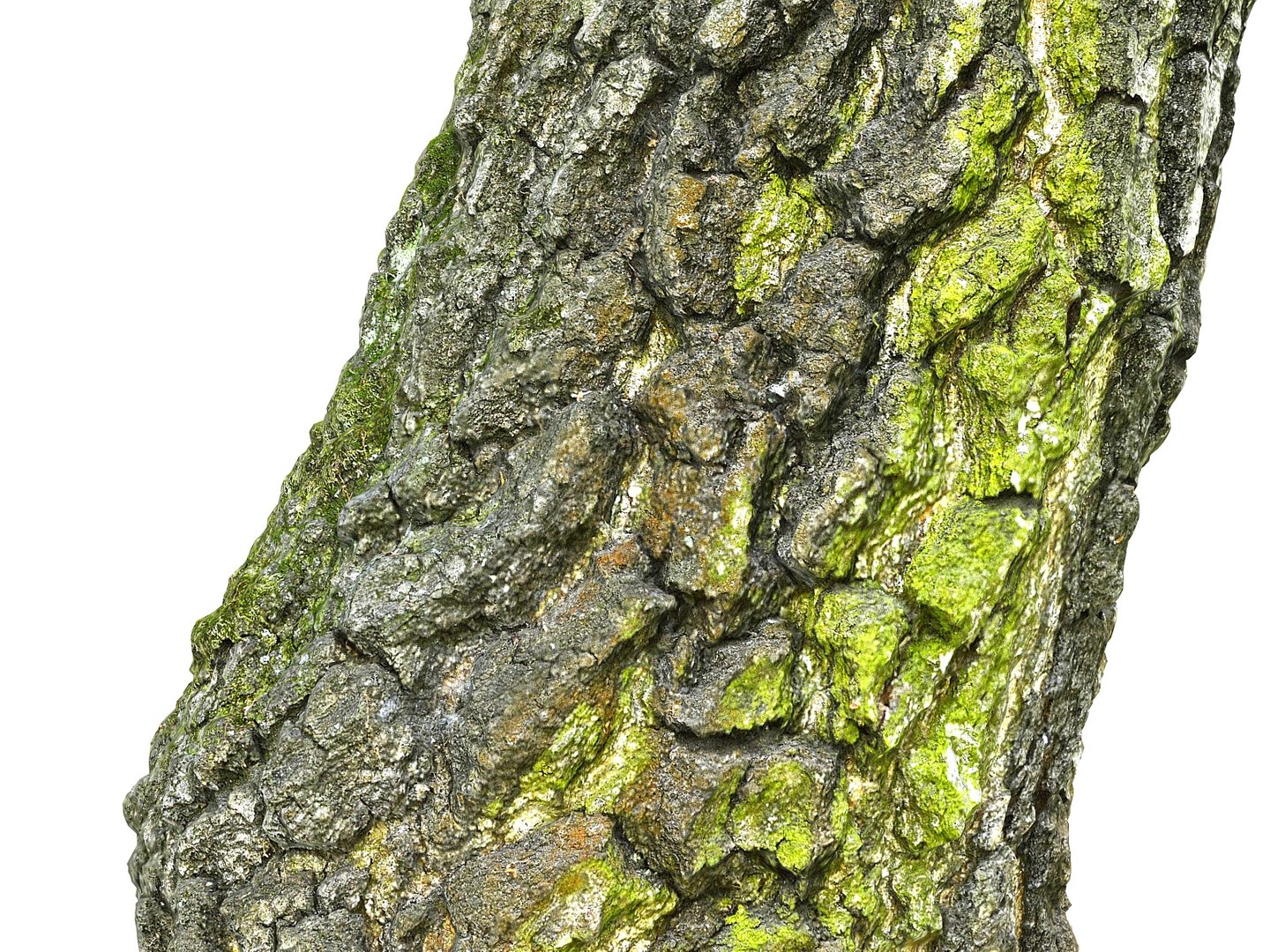 3D birch-tree bark model - TurboSquid 1305641