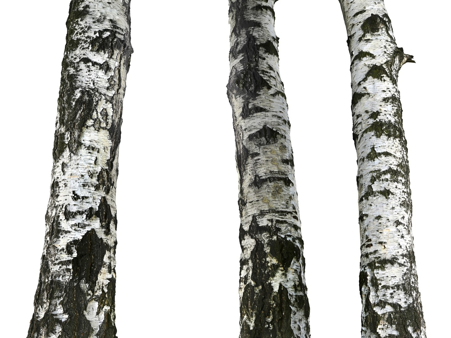 3D Birch-tree Bark Model - TurboSquid 1305641