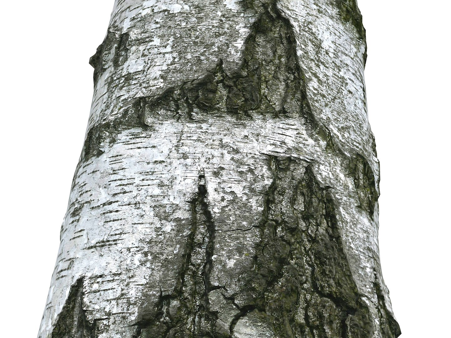 3D Birch-tree Bark Model - TurboSquid 1305641