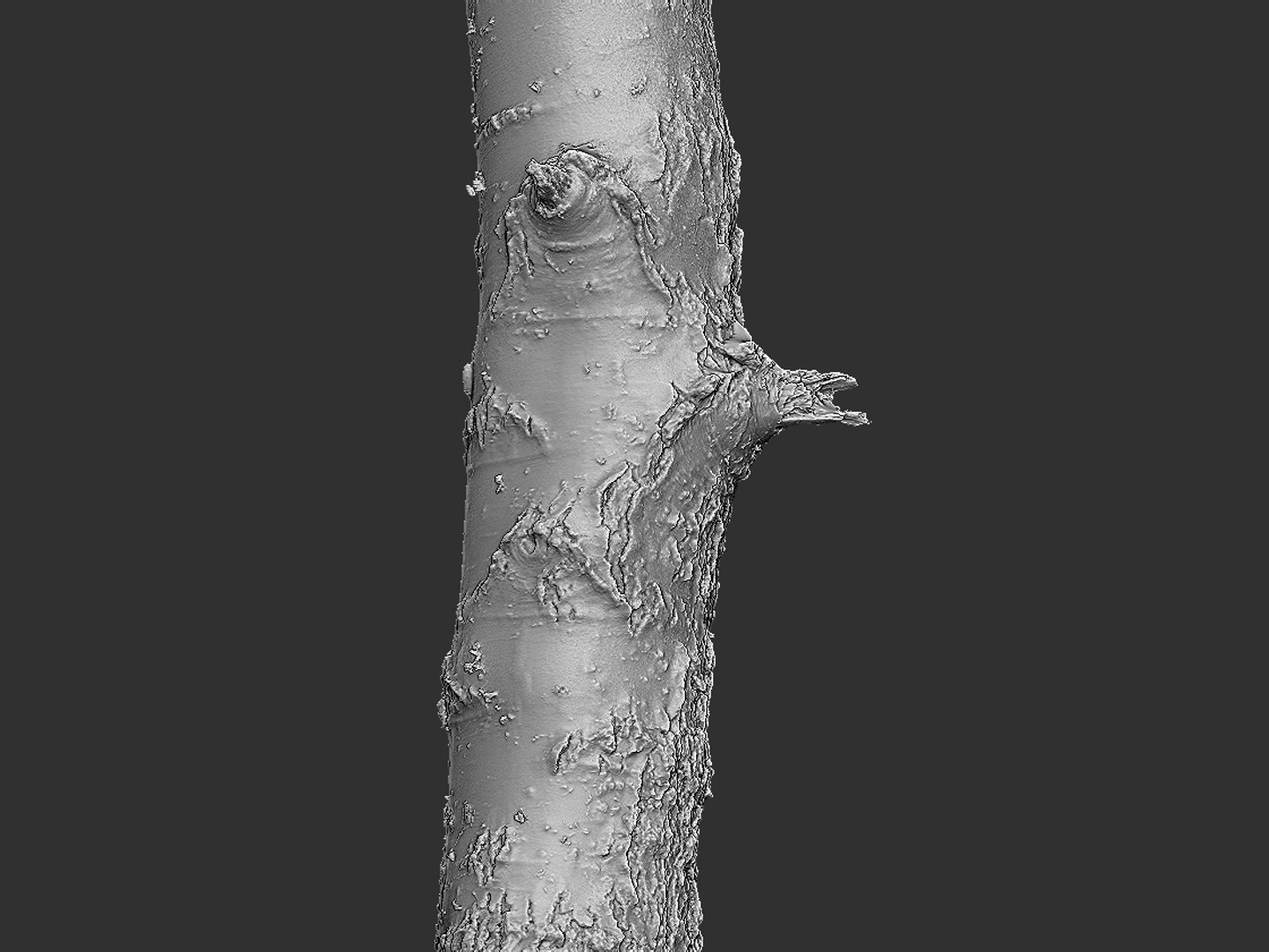 3D Birch-tree Bark Model - TurboSquid 1305641
