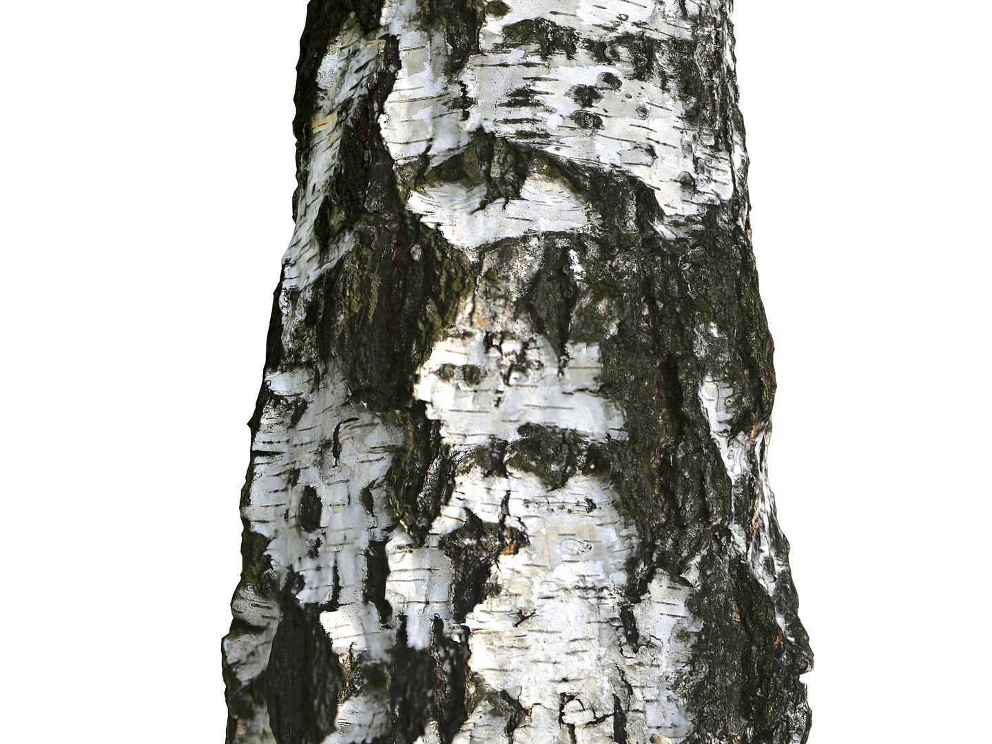 3D Birch-tree Bark Model - TurboSquid 1305641