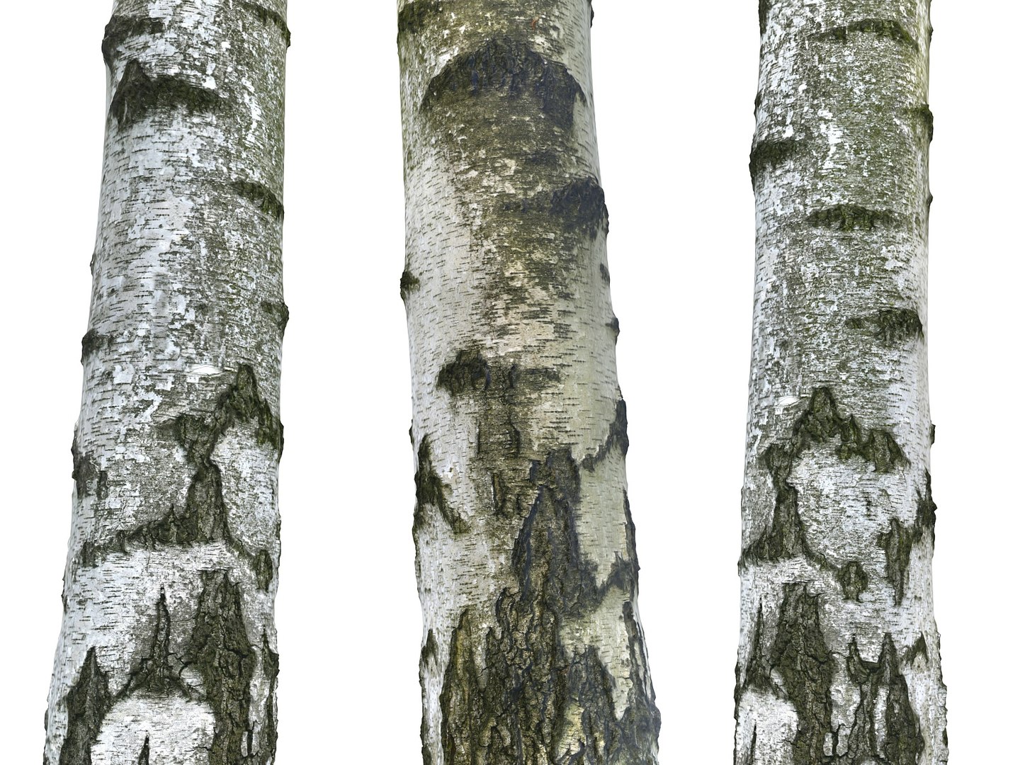 3D Birch-tree Bark Model - TurboSquid 1305641