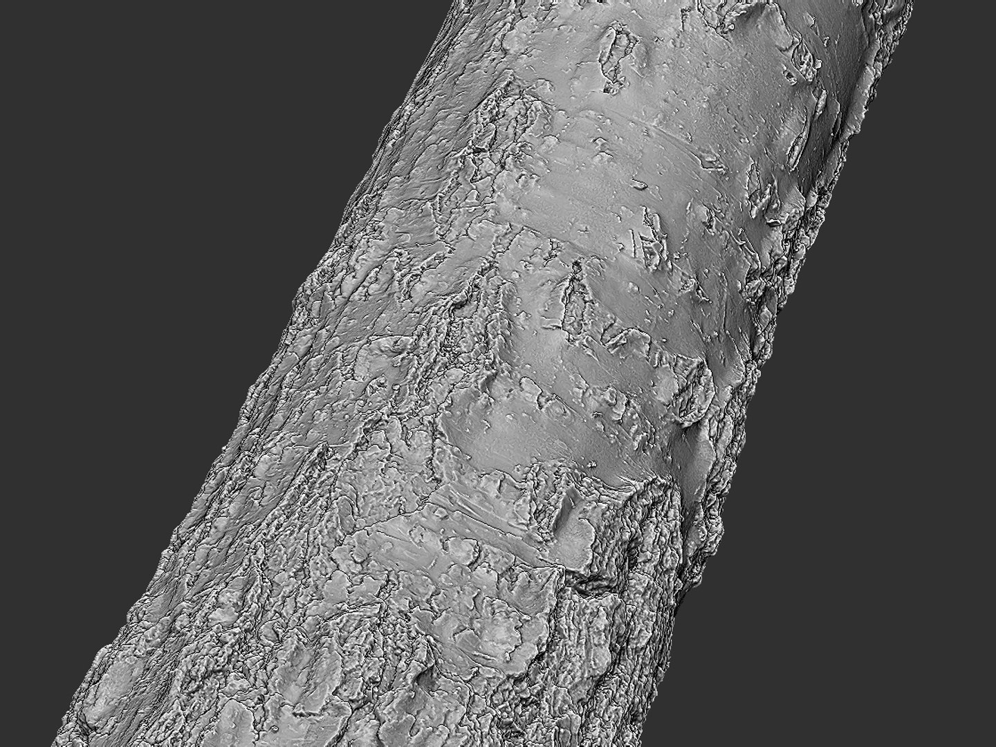 3D Birch-tree Bark Model - TurboSquid 1305641