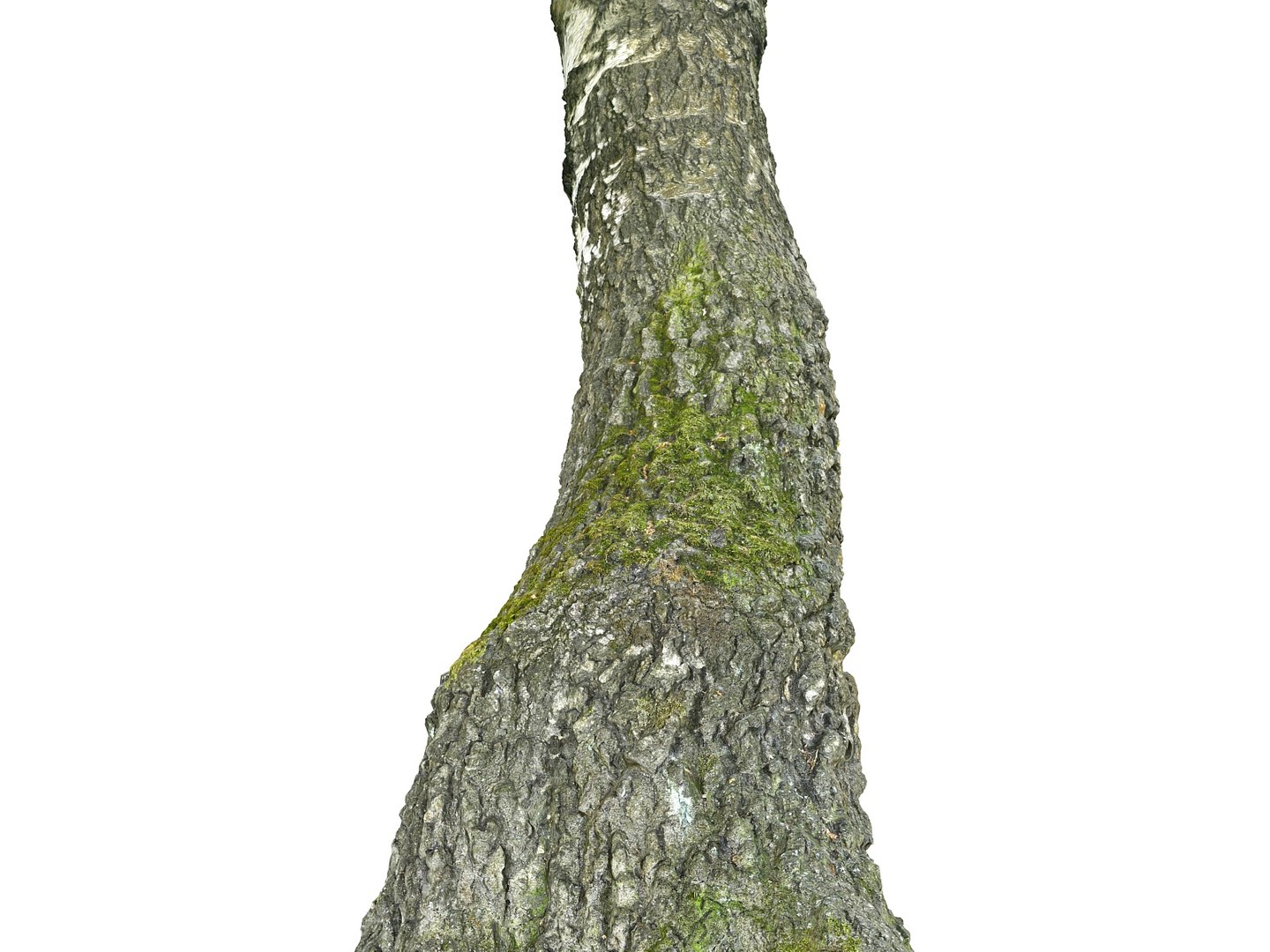 3D Birch-tree Bark Model - TurboSquid 1305641