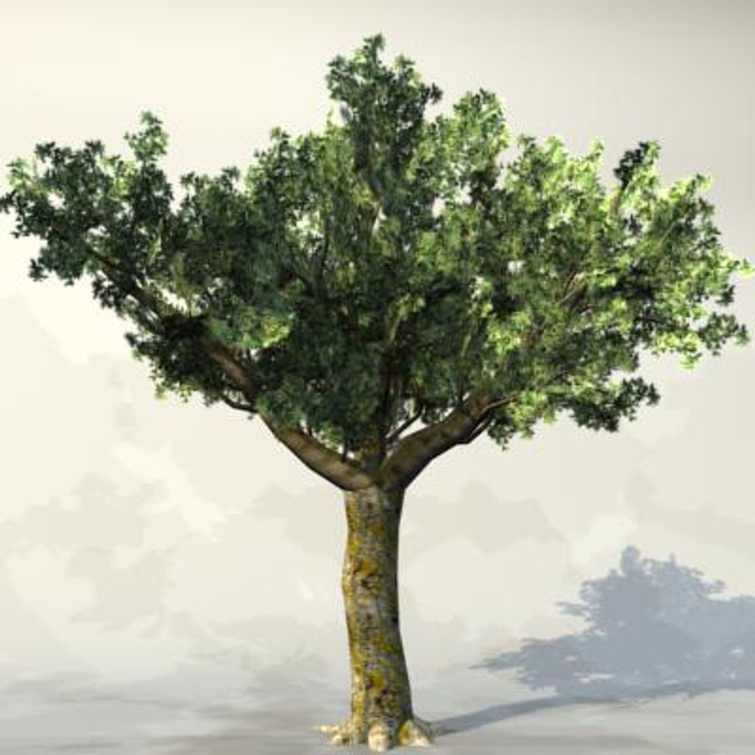 3d Model Pc Tree