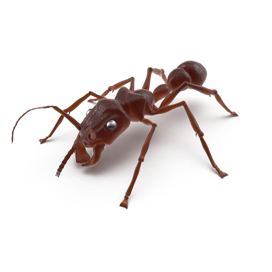 Bullet Ant Diagram Realistic Bullet Ant 3D Model $79 .ztl .obj .ma