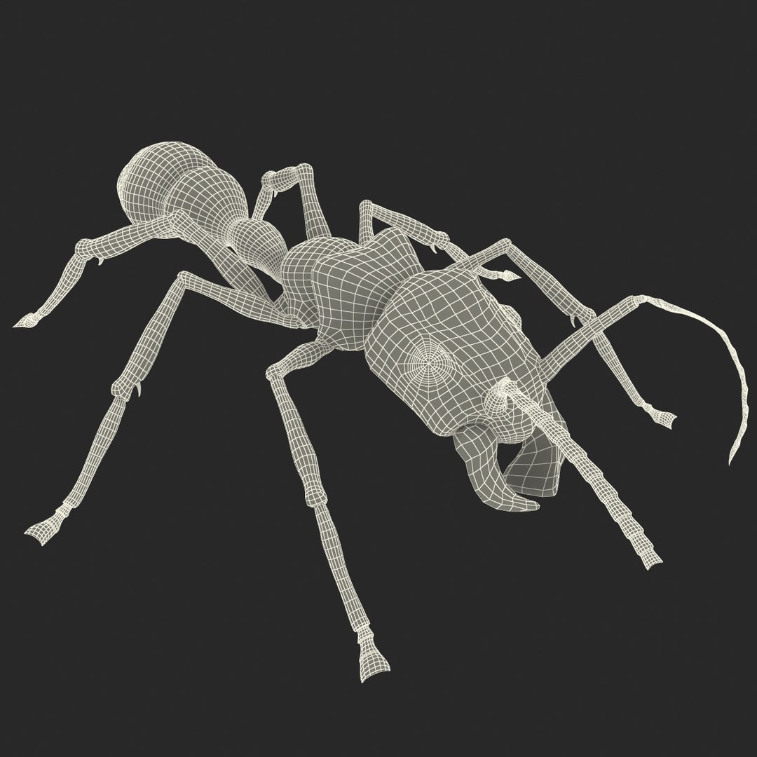 3d Model Bullet Ant