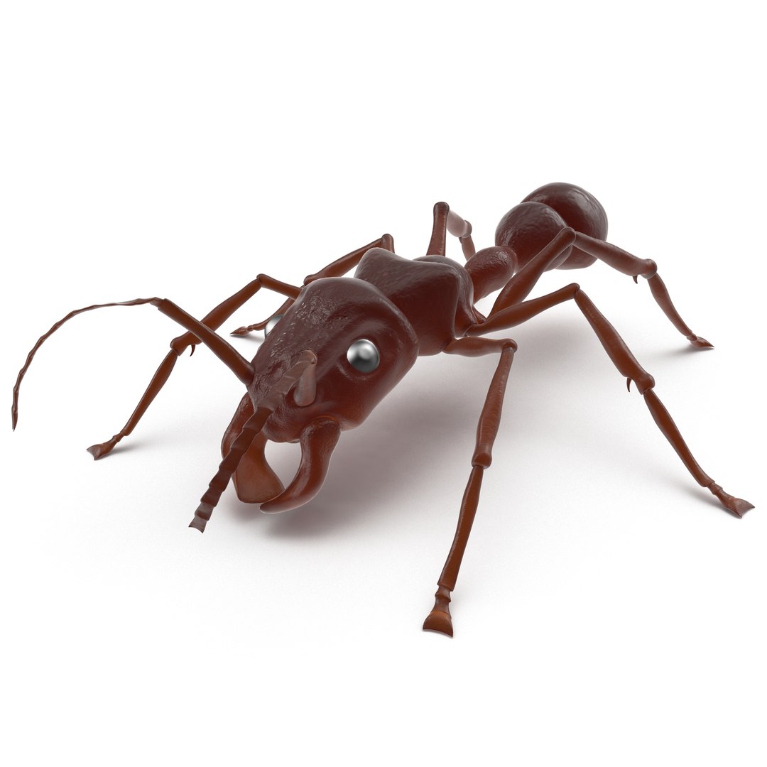 3d Model Bullet Ant